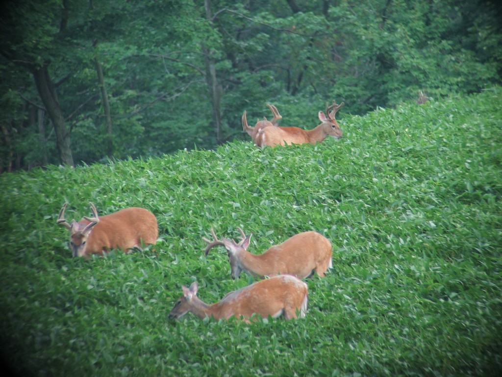 Harvest Regulations for Deer Management - The Management Advantage