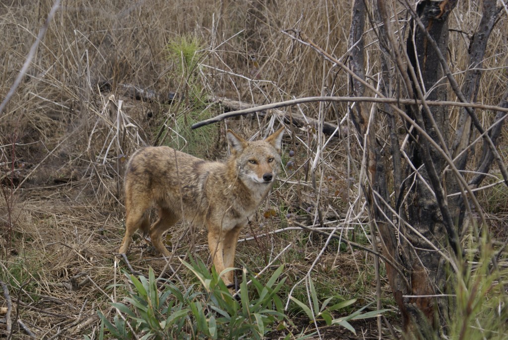 Predator Management Through Trapping - The Management Advantage