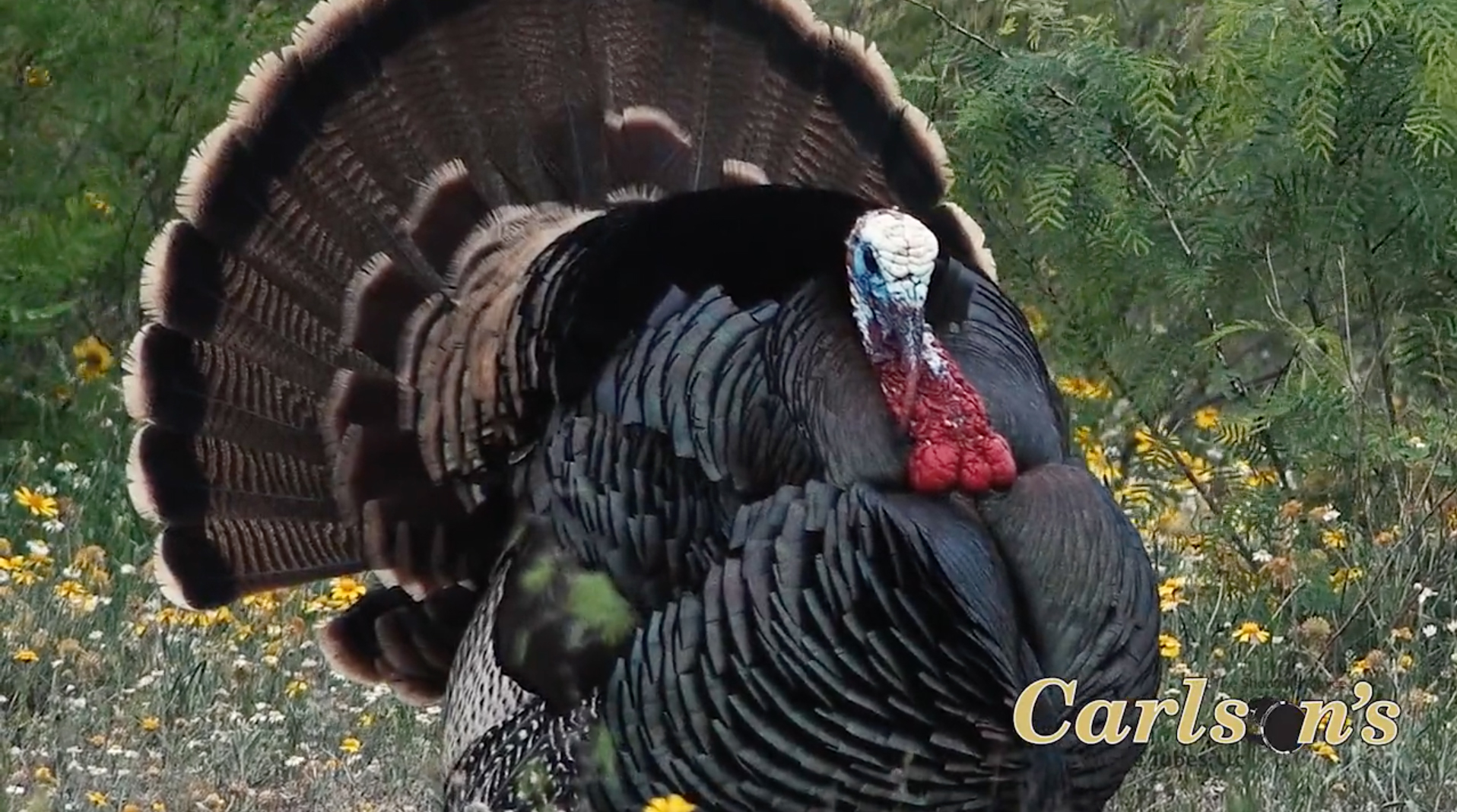 Texas Turkey Hunting With Carlson’s Choke Tubes - The Management Advantage