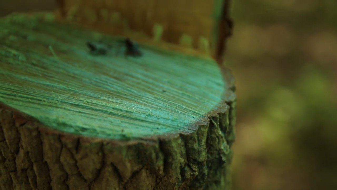 Timber Stand Improvement - The Management Advantage