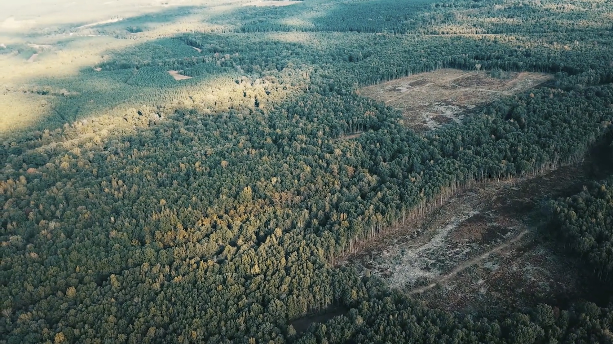 Clear Cuts for Wildlife - The Management Advantage