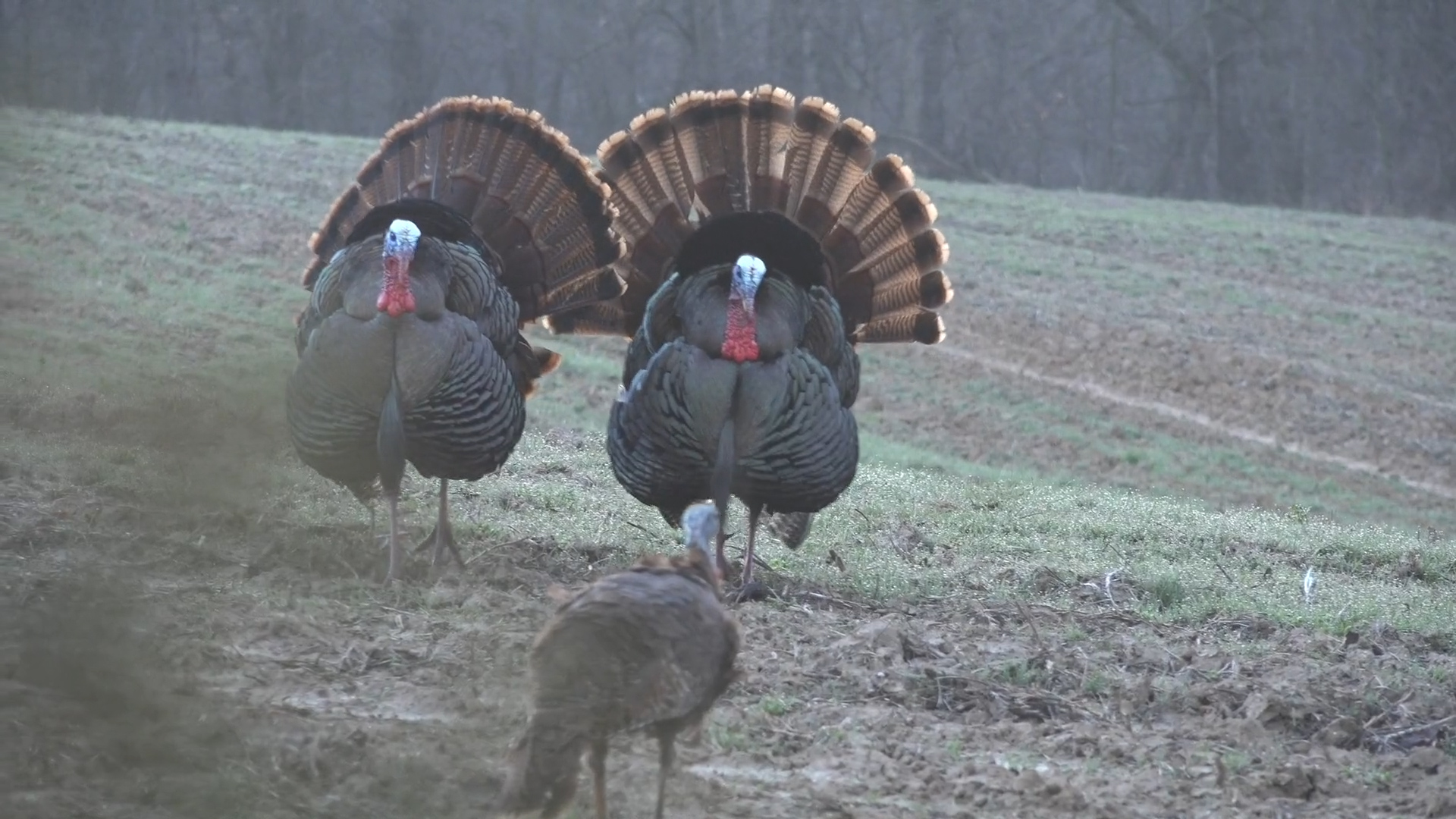 Illinois Youth Turkey Hunting - The Management Advantage