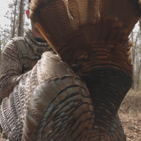 Deer, Turkey, Predator, and Everything Wildlife Management