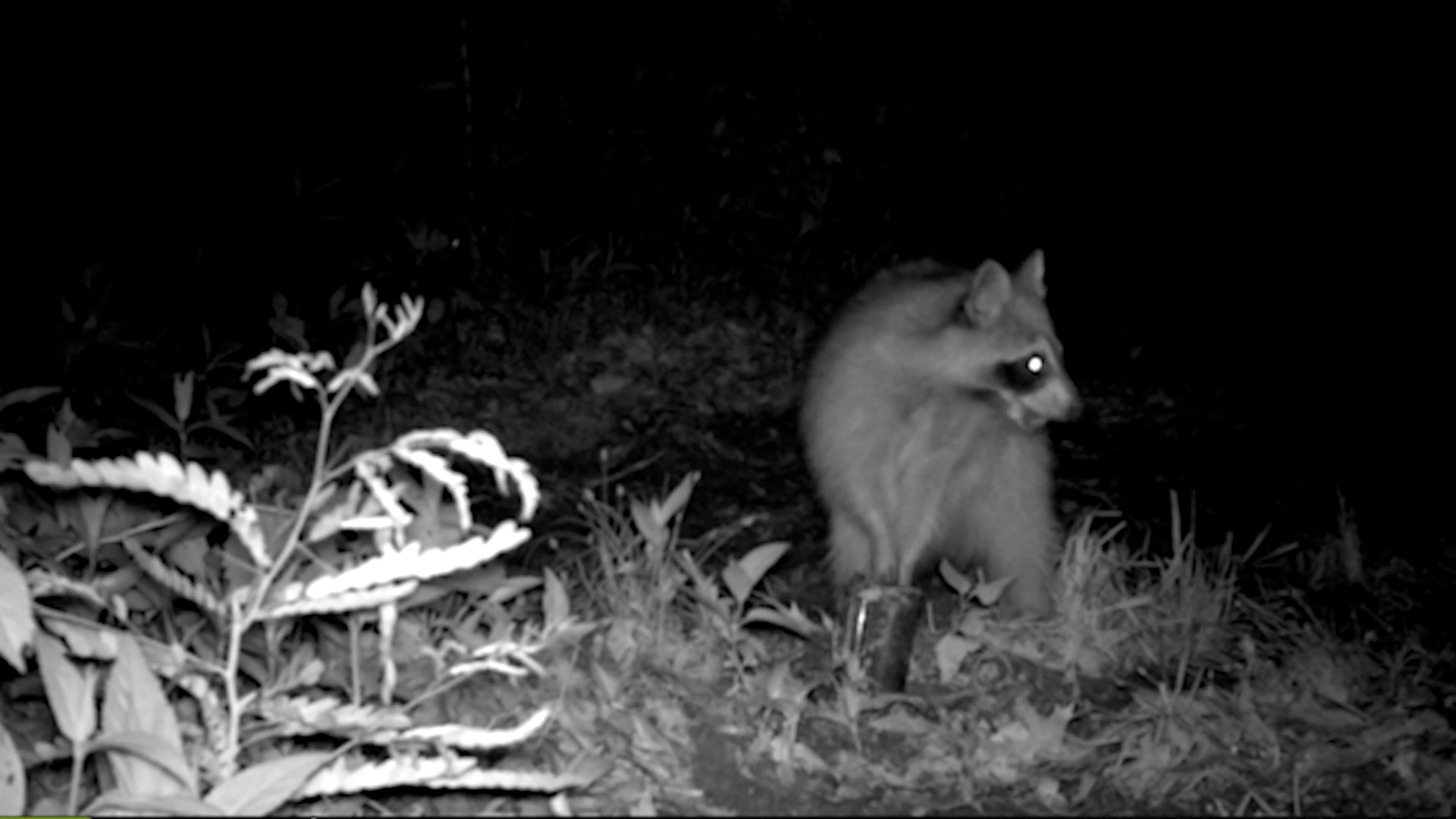 Spring Trapping Part 1 - The Management Advantage