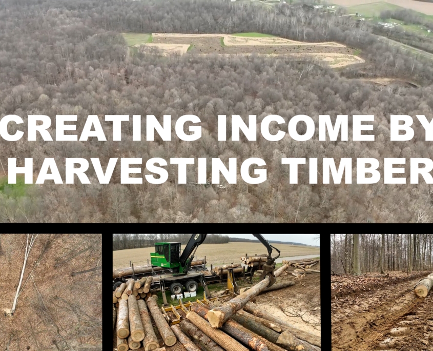 Food Plots For Ducks - The Management Advantage