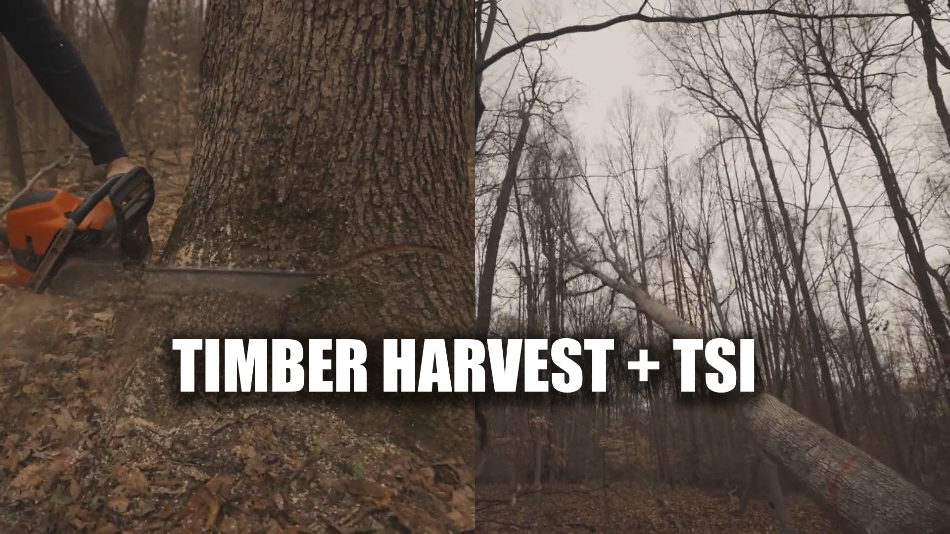 Timber Harvest + TSI - The Management Advantage